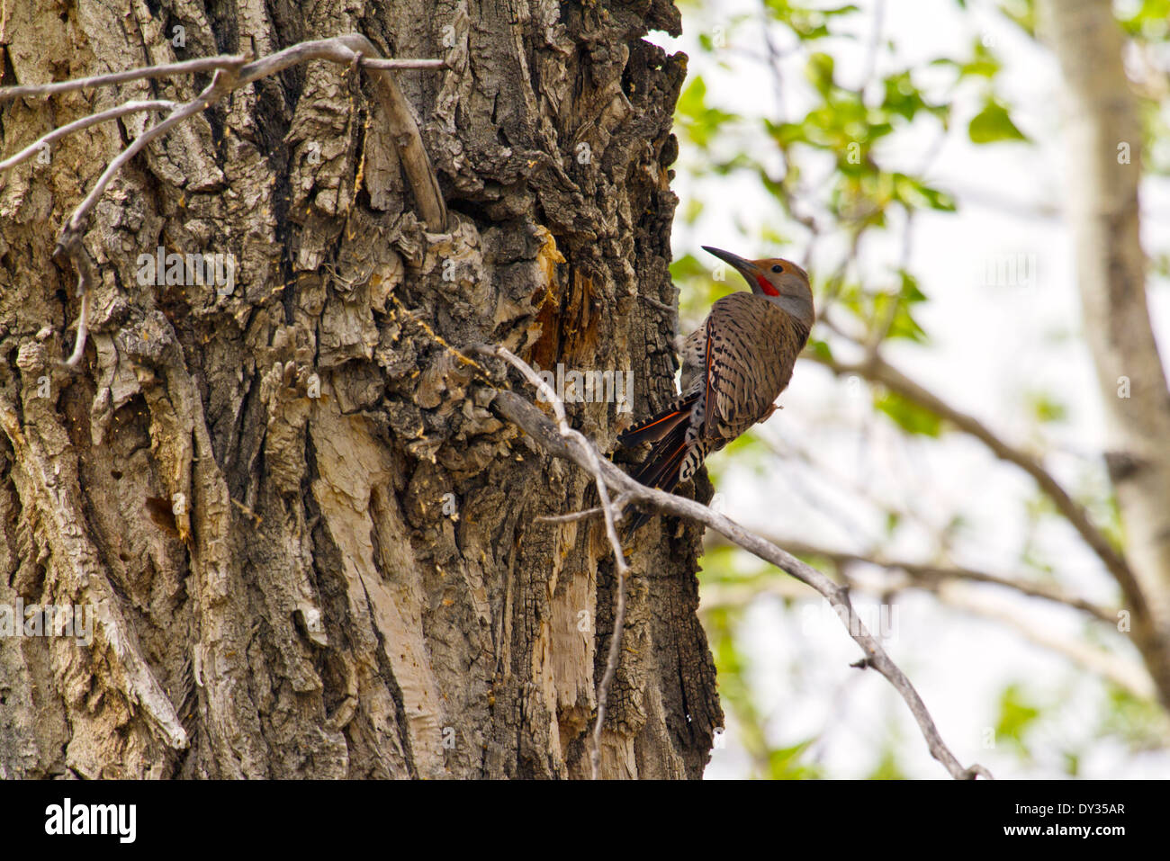 A red shafted Northern Flicker in a tree Stock Photo - Alamy