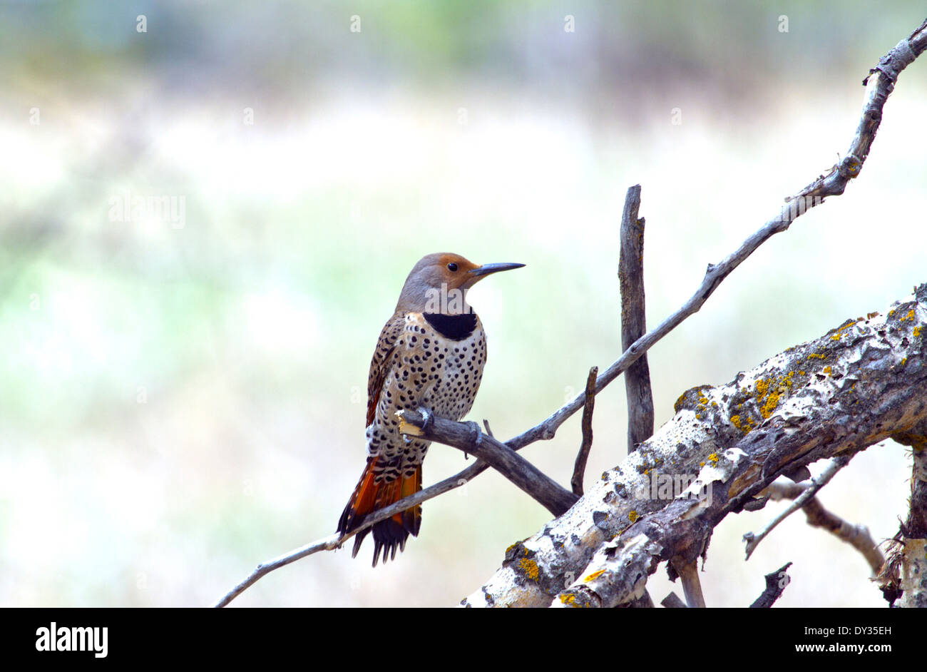 A female red shafted Northern Flicker in the woods in the spring in ...