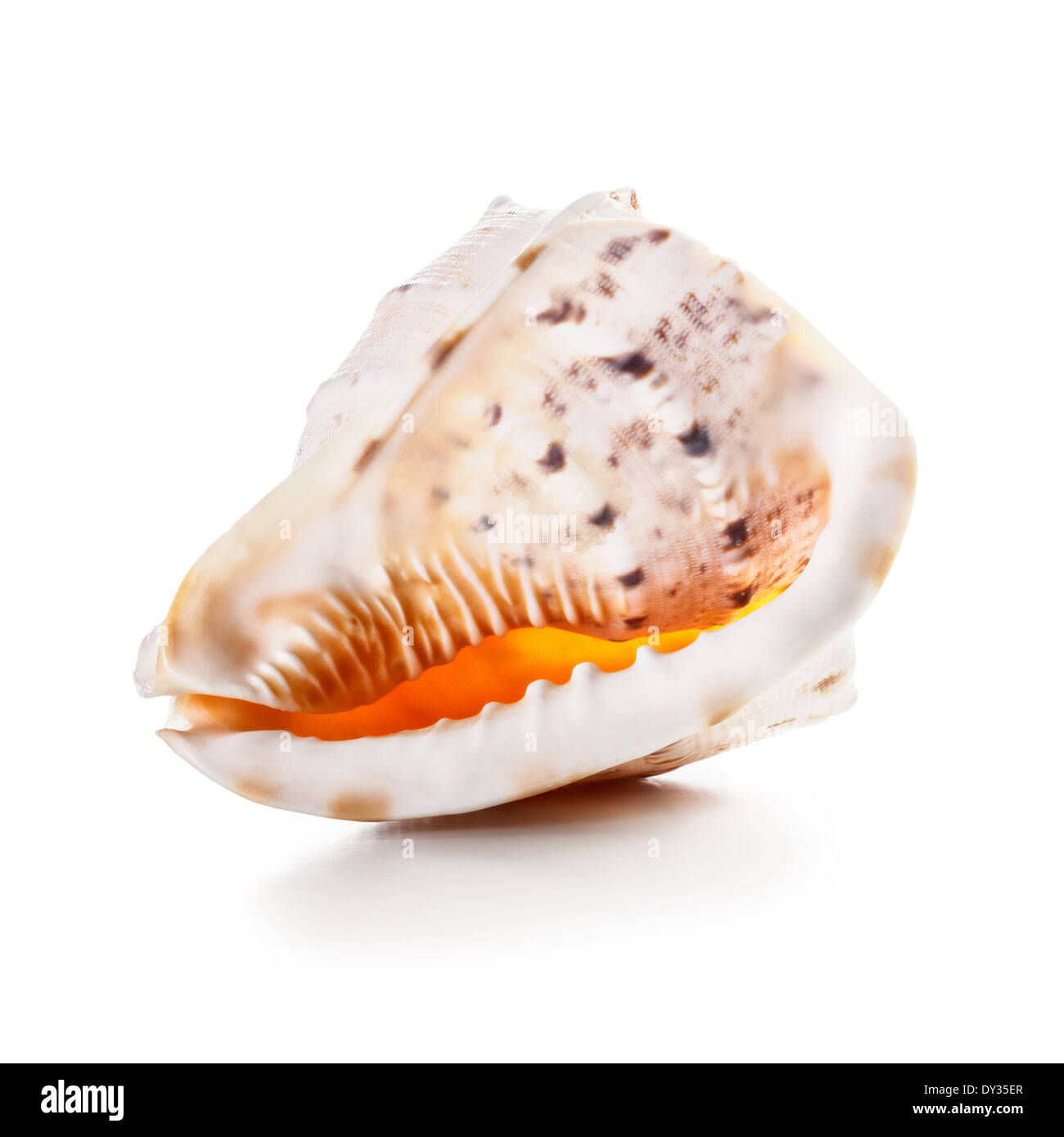 Big seashell isolated on white background clipping path included Stock ...