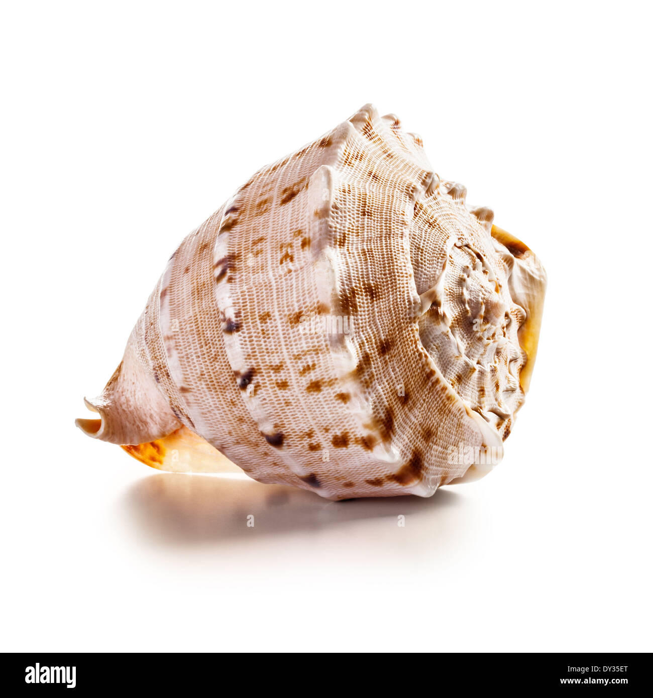 Big seashell isolated on white background clipping path included Stock ...