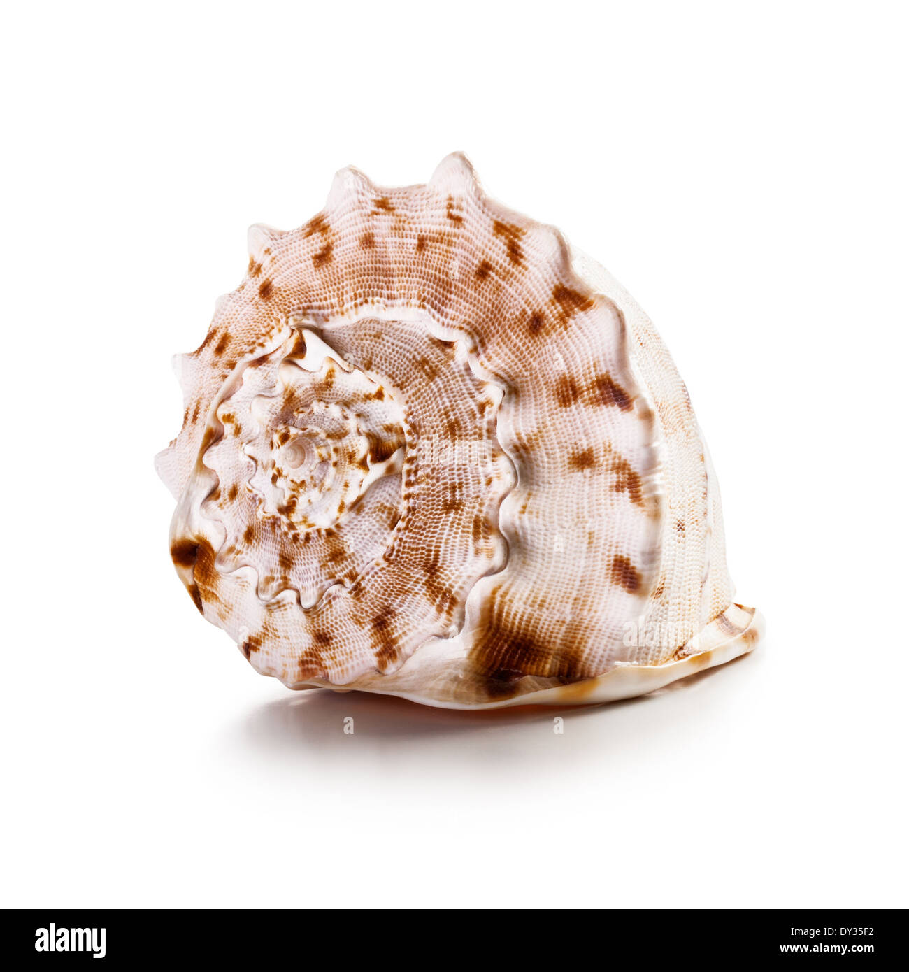 Big seashell isolated on white background clipping path included Stock ...