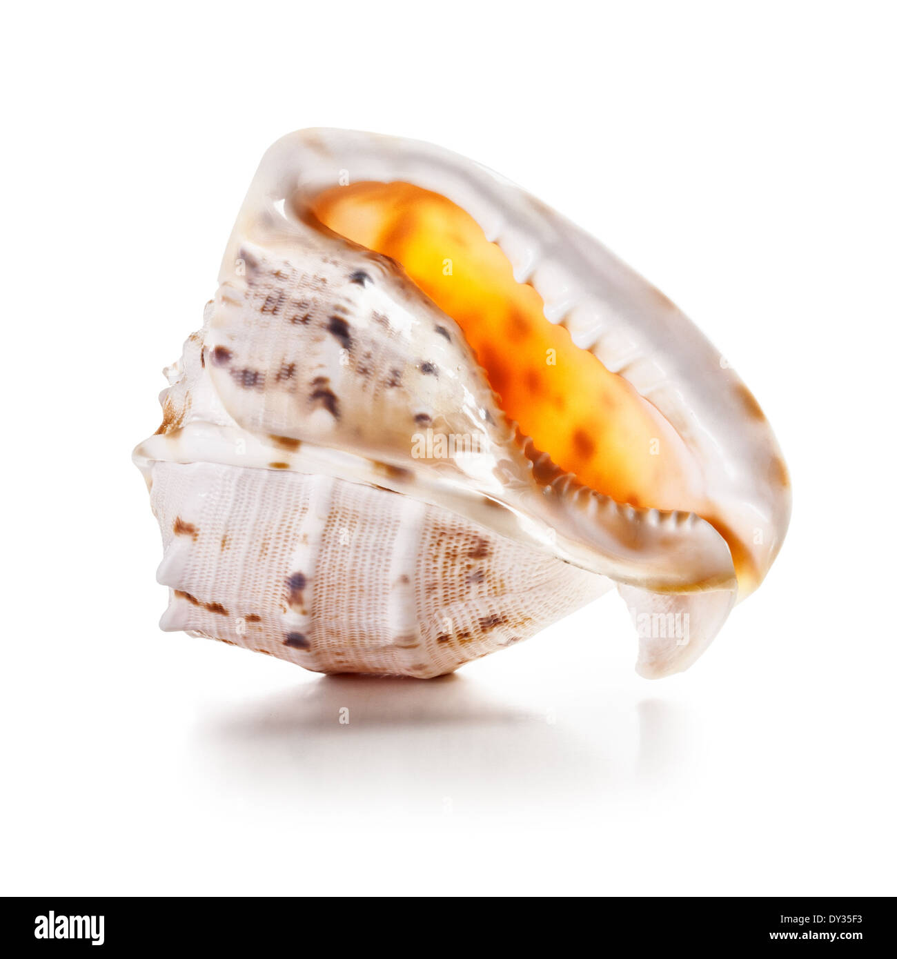 Big seashell isolated on white background clipping path included Stock ...