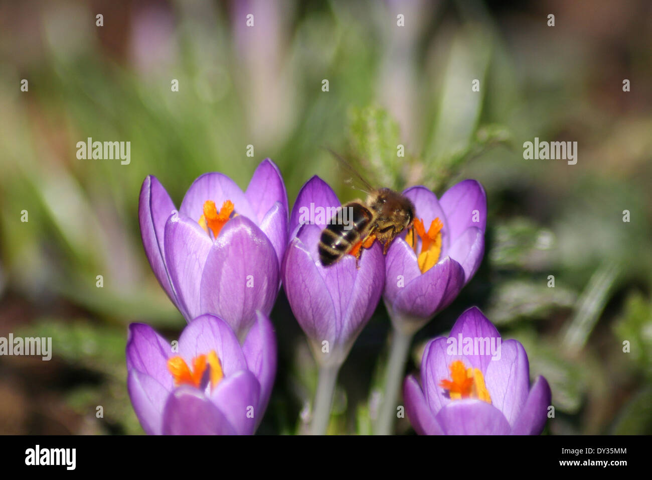 Honey Bee on crocus Stock Photo - Alamy