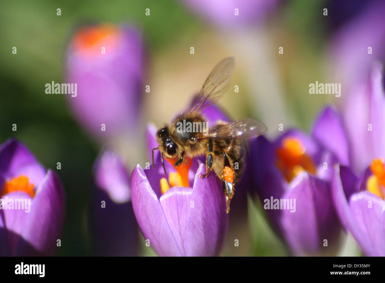 Apis mellifera crocus hi-res stock photography and images - Alamy