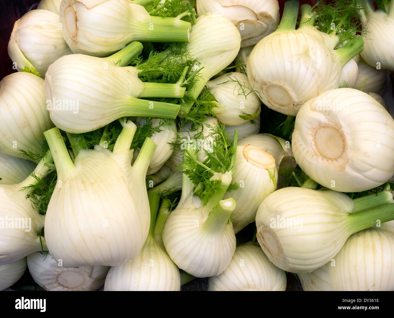 Bunch of fennel hi-res stock photography and images - Alamy