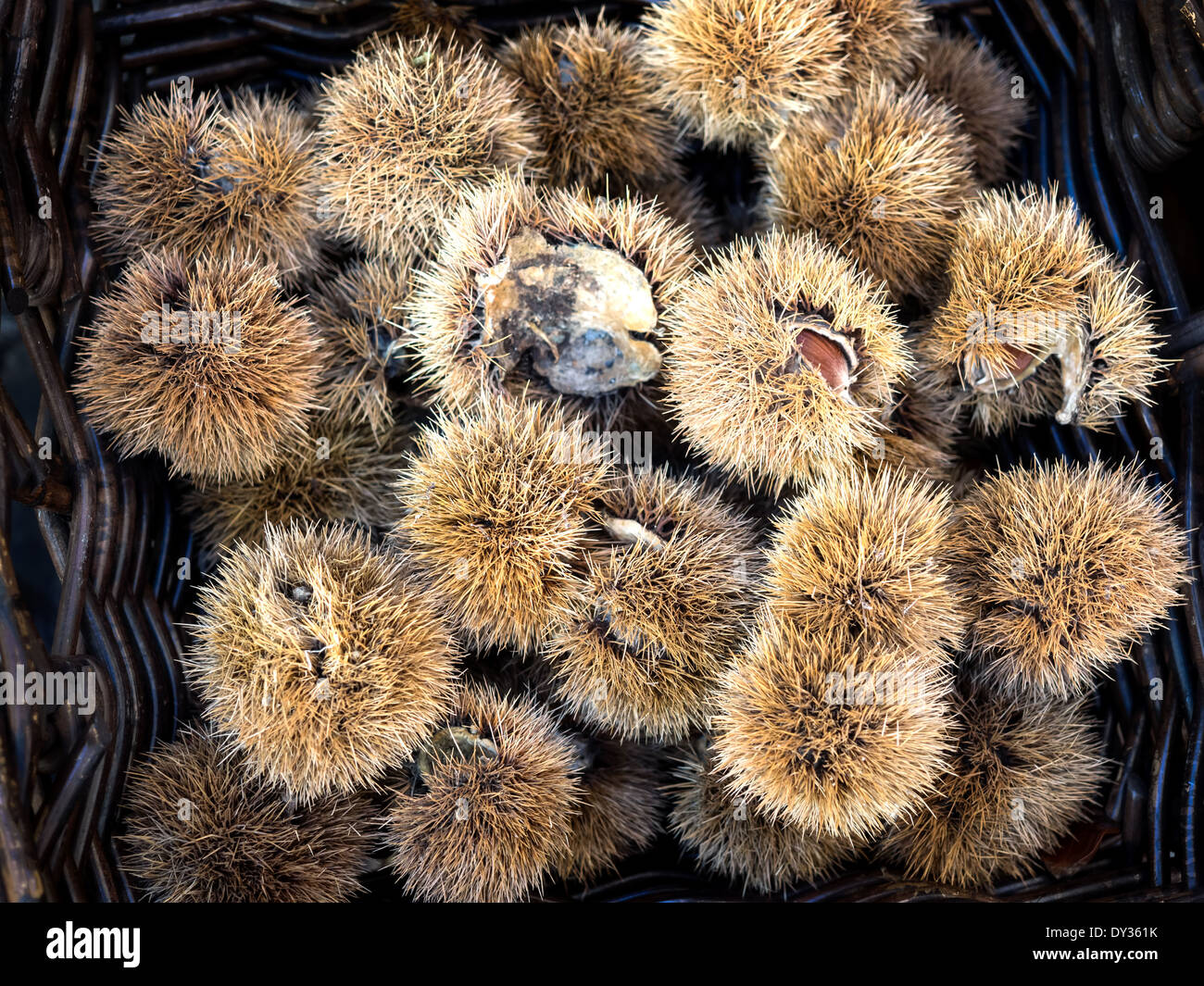 Chestnuts in open shell hi-res stock photography and images - Alamy