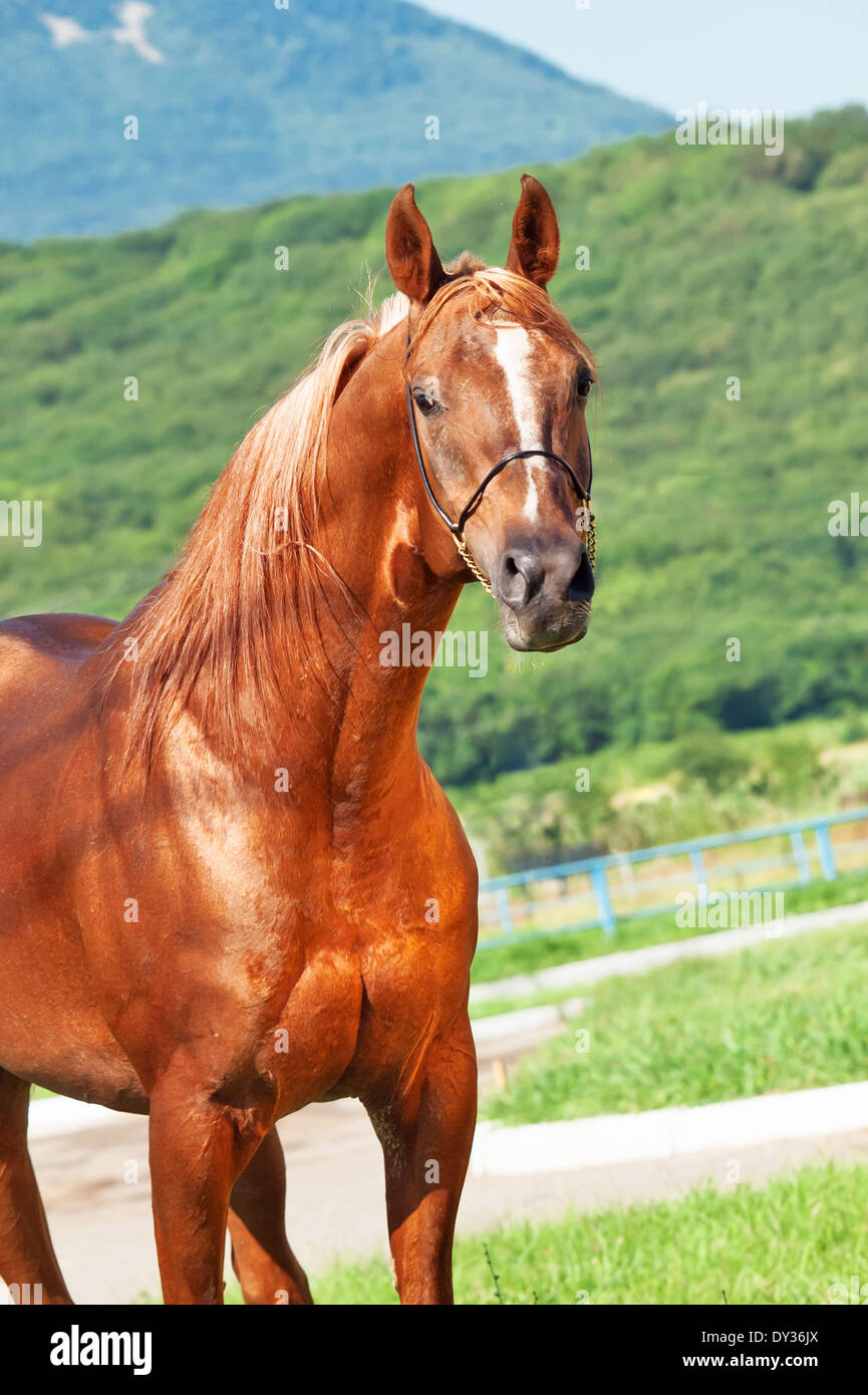 Sorrel Quarter Horse With Blaze