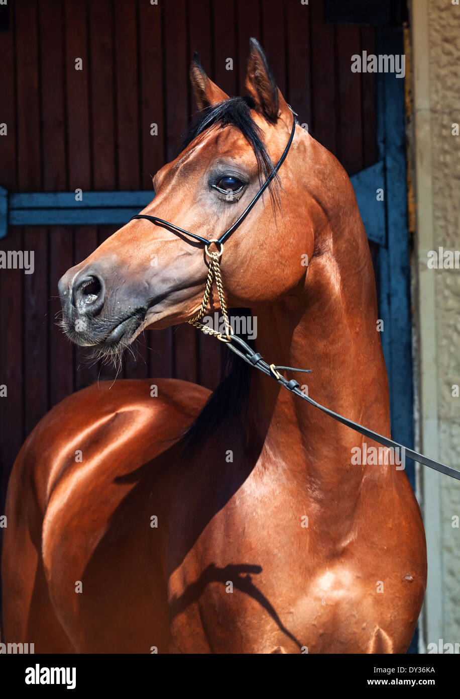 Arab purebred hi-res stock photography and images - Alamy