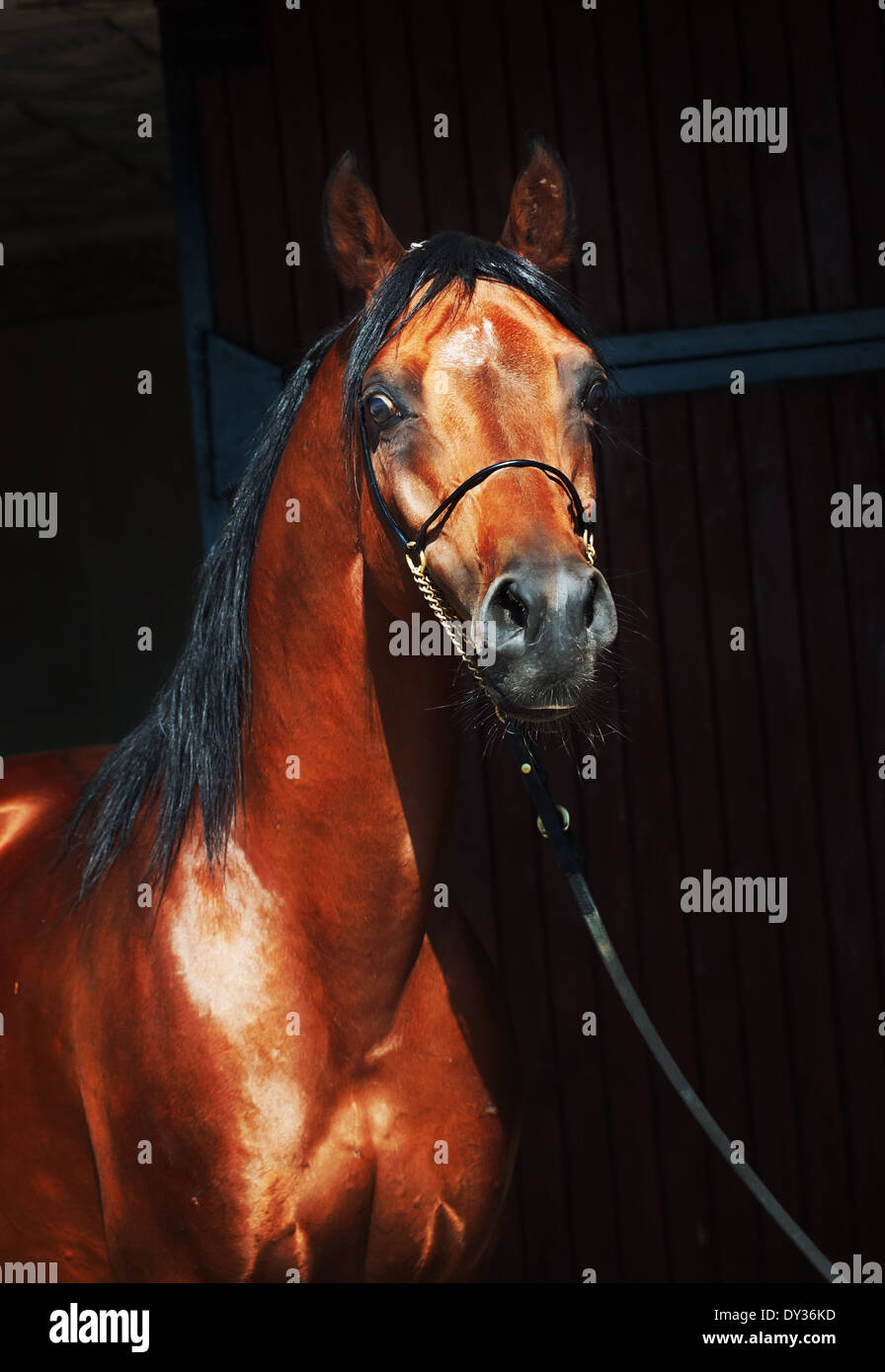 Arab purebred hi-res stock photography and images - Alamy