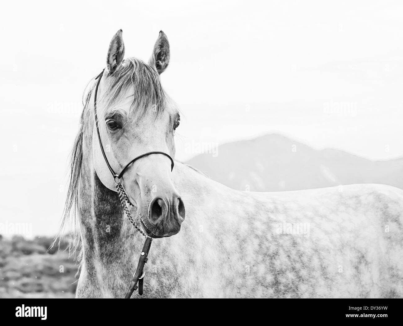Arab Horse Stable High Resolution Stock Photography and Images - Alamy