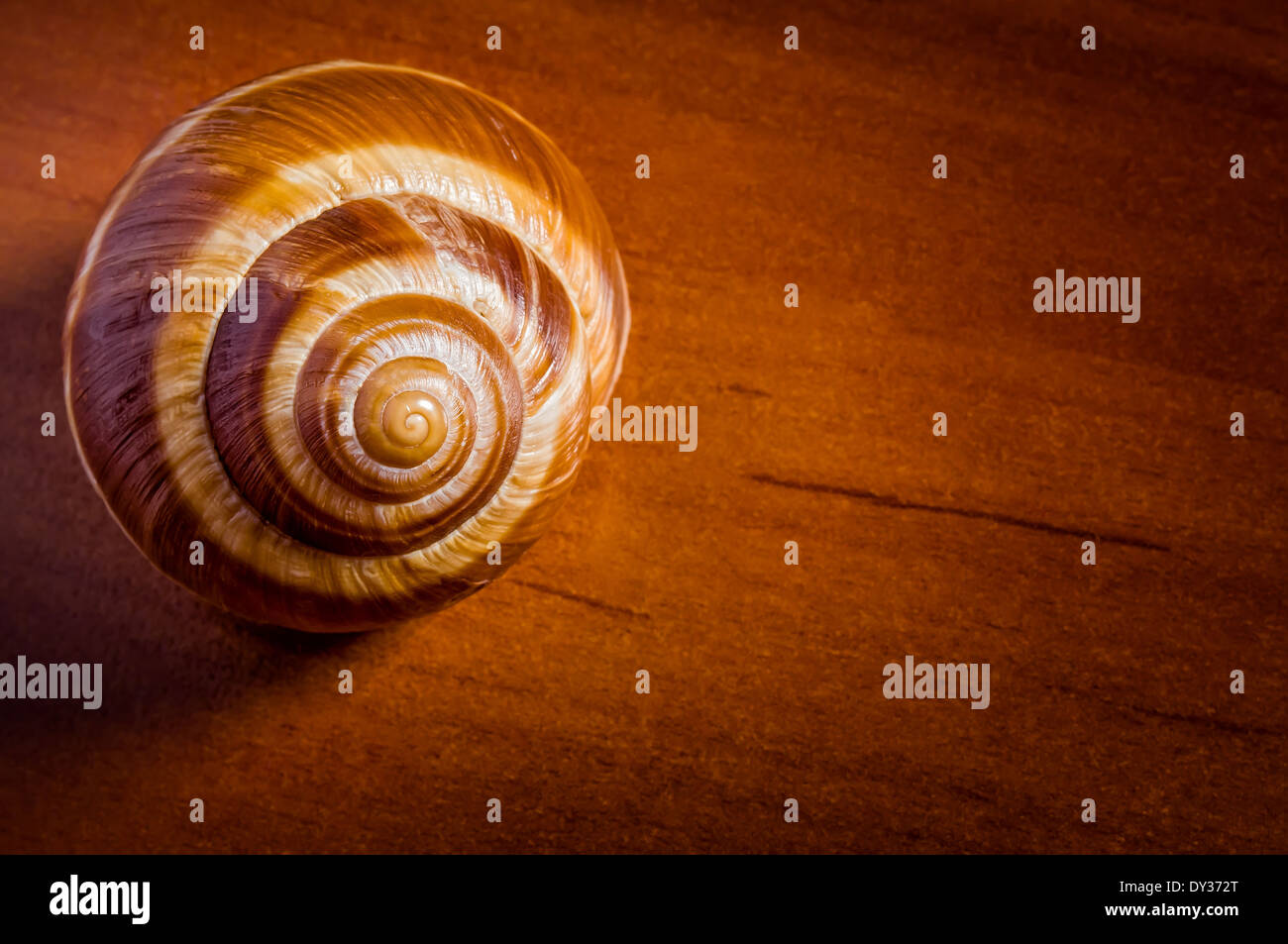 Brown garden escargot hi-res stock photography and images - Alamy
