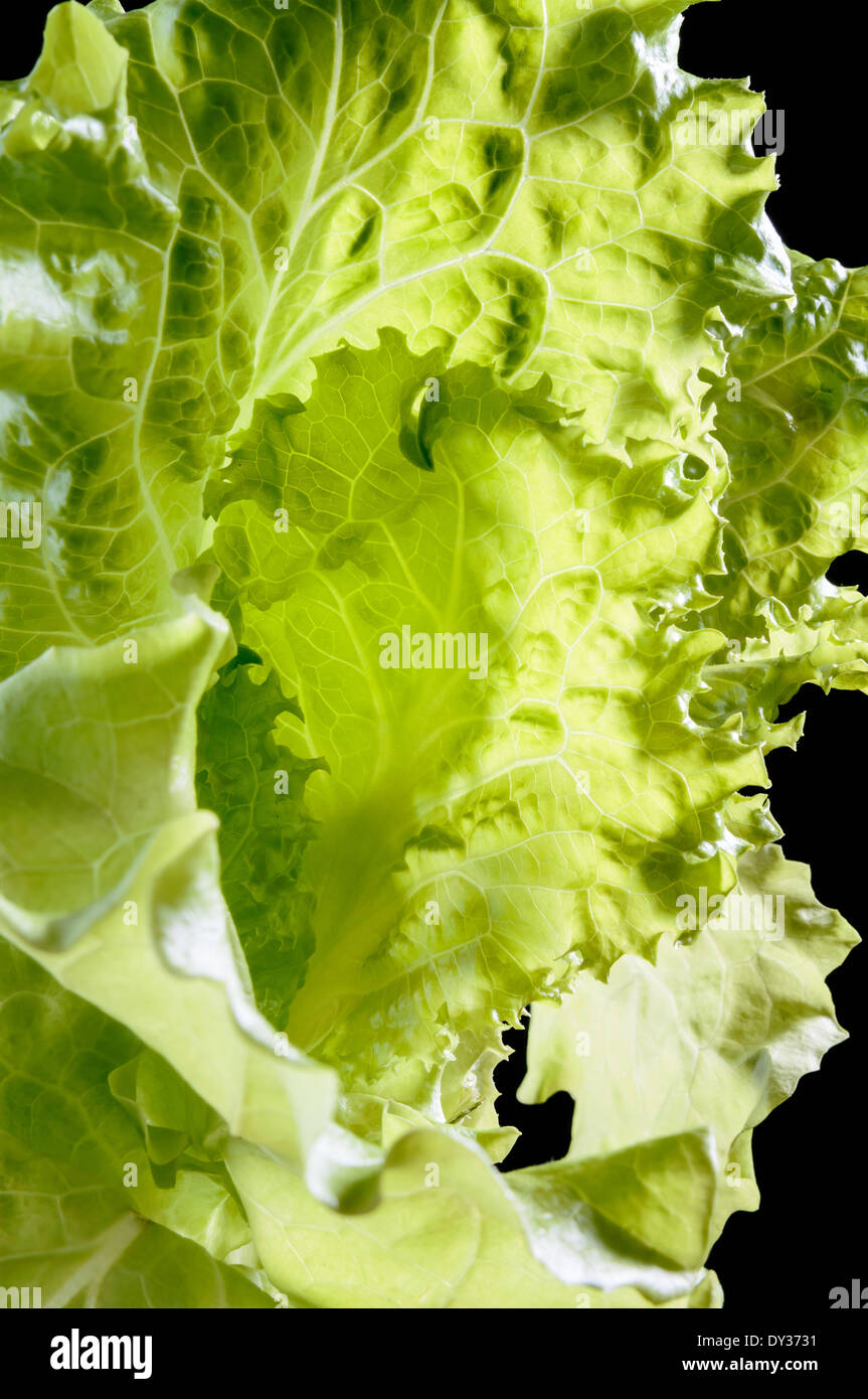 Healthy batavia lettuce hi-res stock photography and images - Alamy