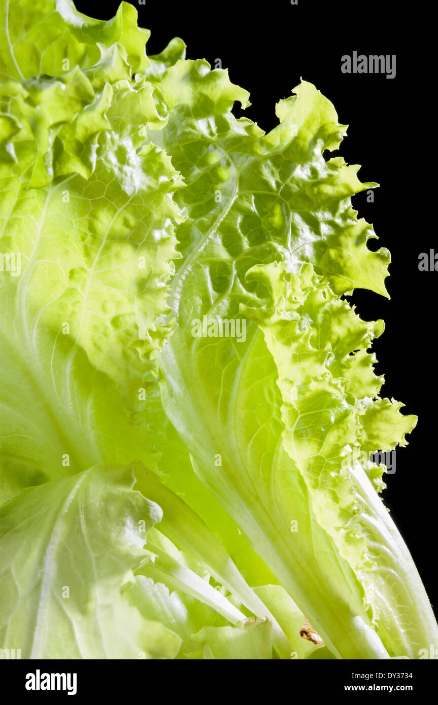 Healthy batavia lettuce hi-res stock photography and images - Alamy