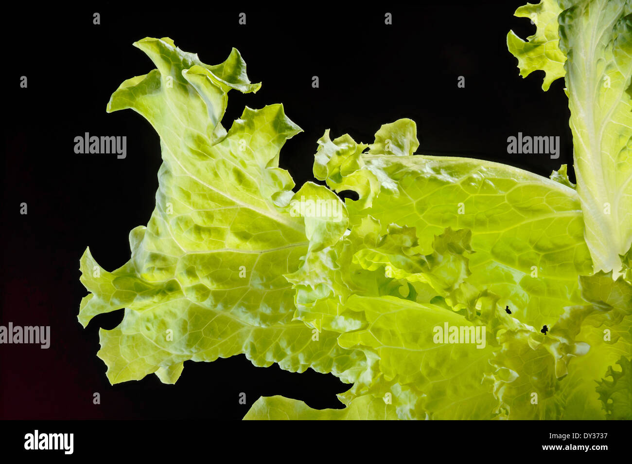 Batavia green lettuce hi-res stock photography and images - Alamy