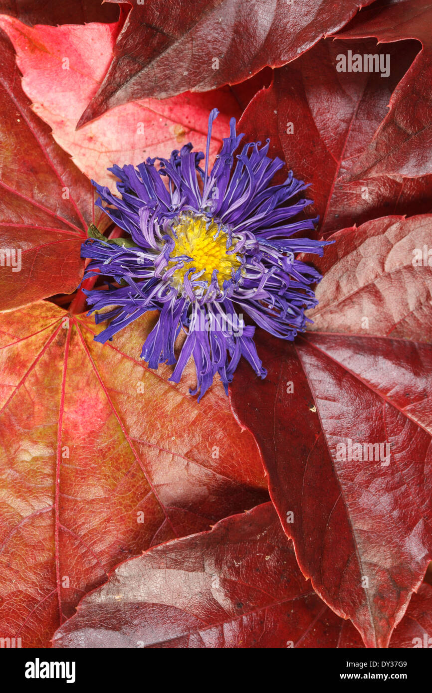 Button Aster Stock Photos & Button Aster Stock Images - Alamy