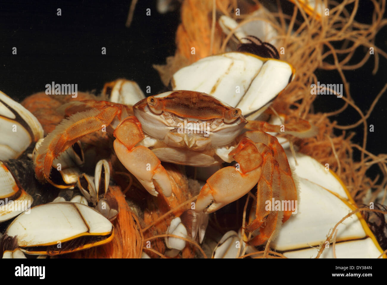 Columbus Crab - Planes minutus - amongst Goose Barnacles Stock Photo ...