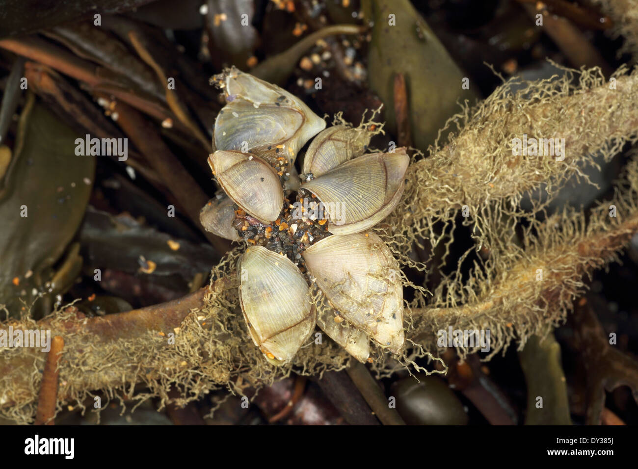 Lepas hi-res stock photography and images - Alamy