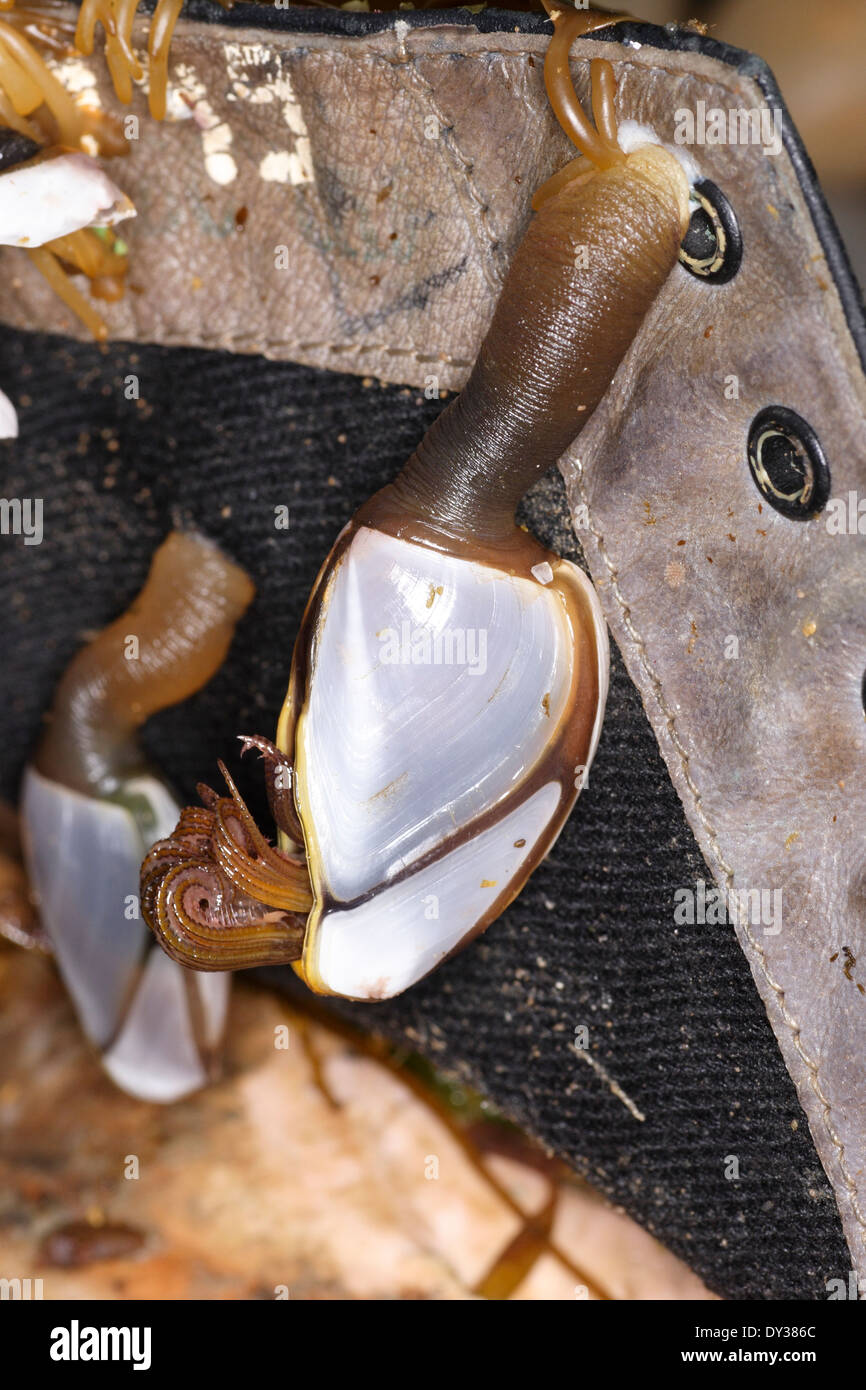 Common Goose Barnacle - Lepas anatifera Stock Photo - Alamy