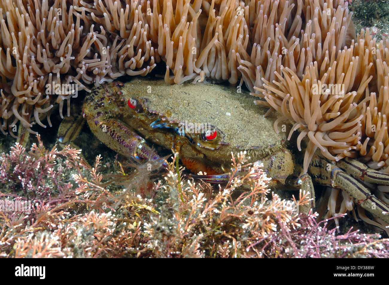Velvet Swimming Crab - Necora puber Stock Photo - Alamy