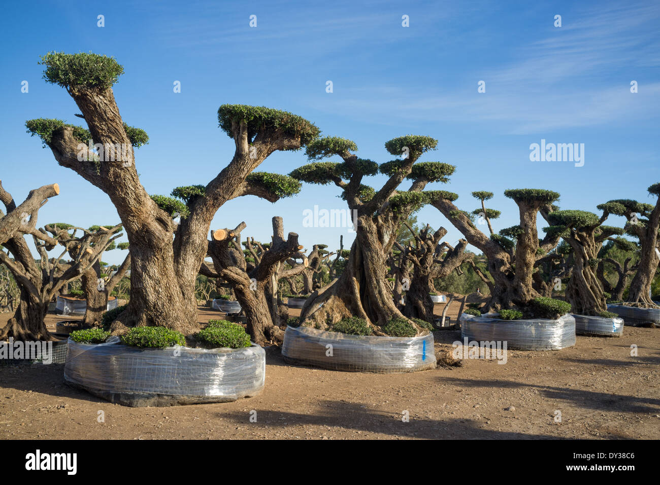Pruned olive trees hi-res stock photography and images - Alamy