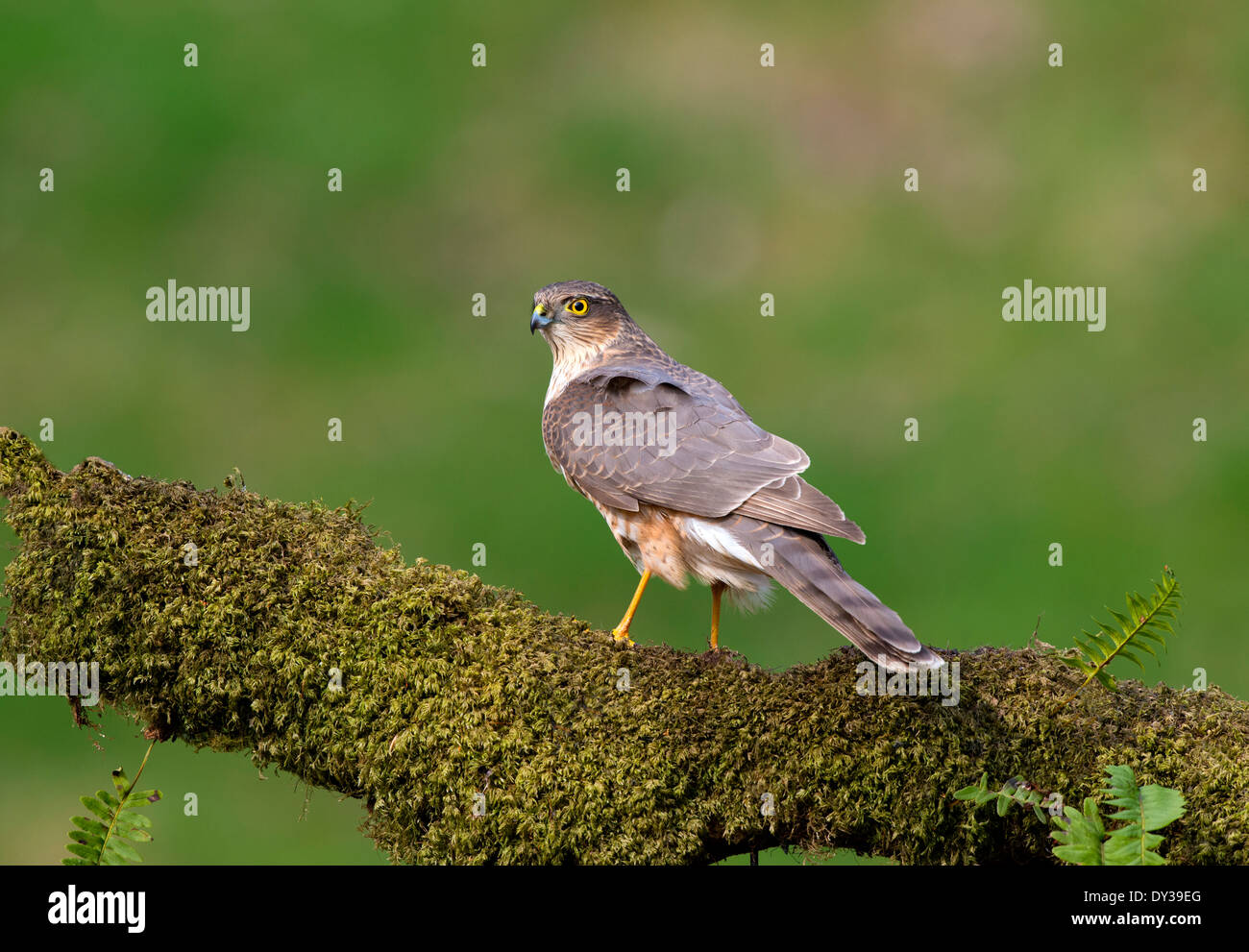 male sparrowhawk standing on a moss covered log with a nice out of ...