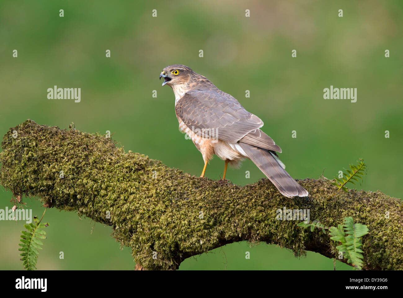 male sparrowhawk standing on moss covered log calling good out of focus ...