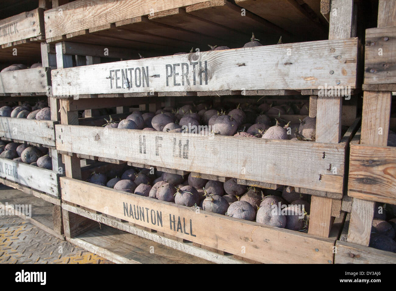 Seed potatoes ready for planting in farm chitting trays, Orford ...