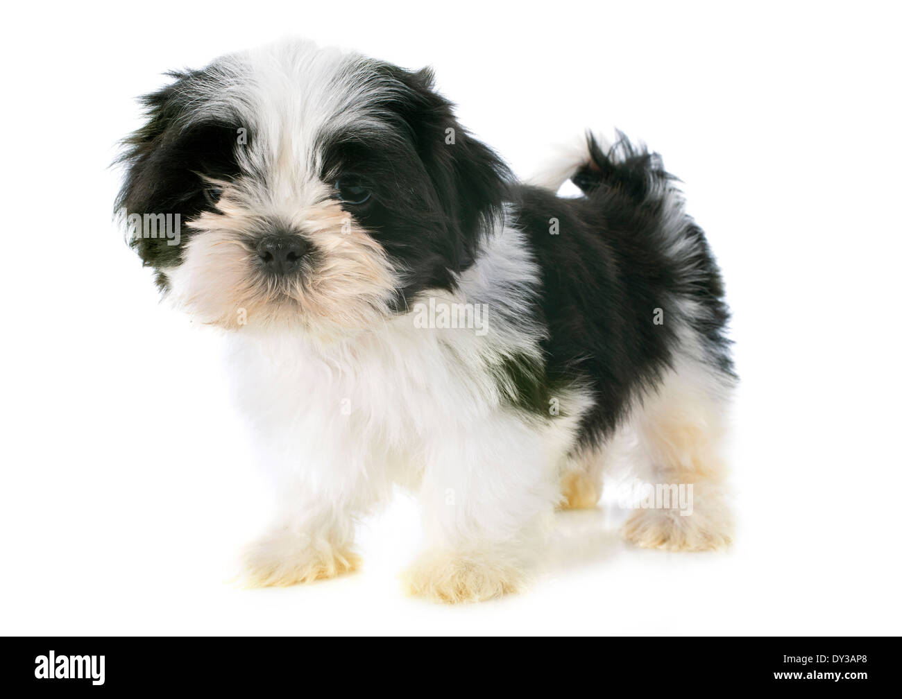 puppy shitzu in front of white background Stock Photo - Alamy