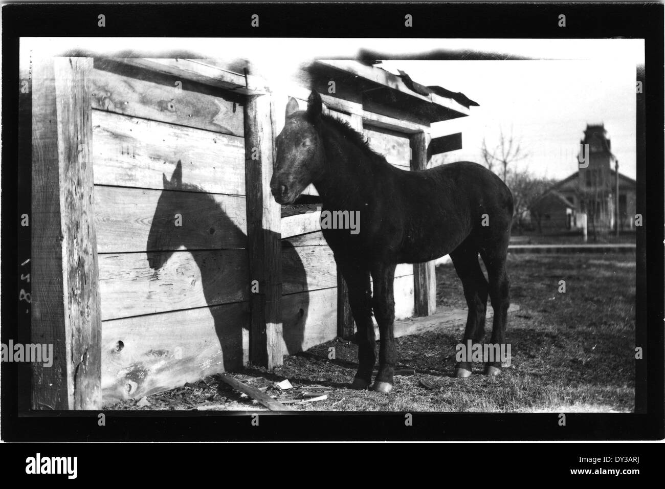 This image of 'The Colt' likely refers to a horse, possibly a ...