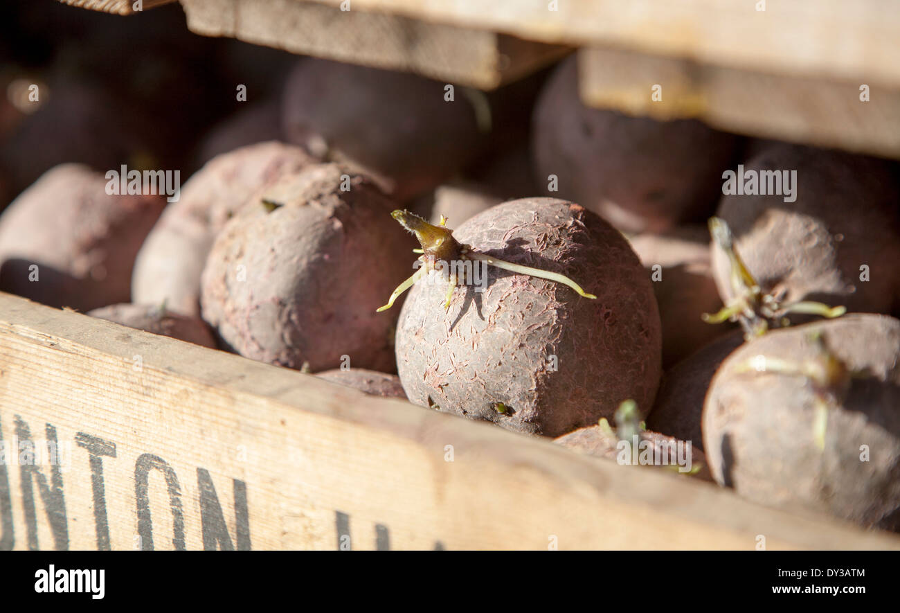 Seed potatoes ready for planting in farm chitting trays, Orford ...