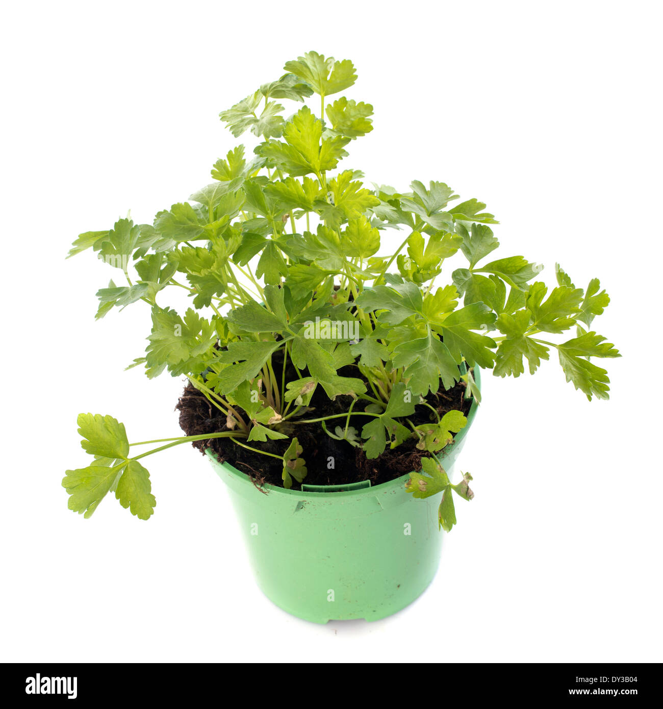 parsley in pot in front of white background Stock Photo - Alamy