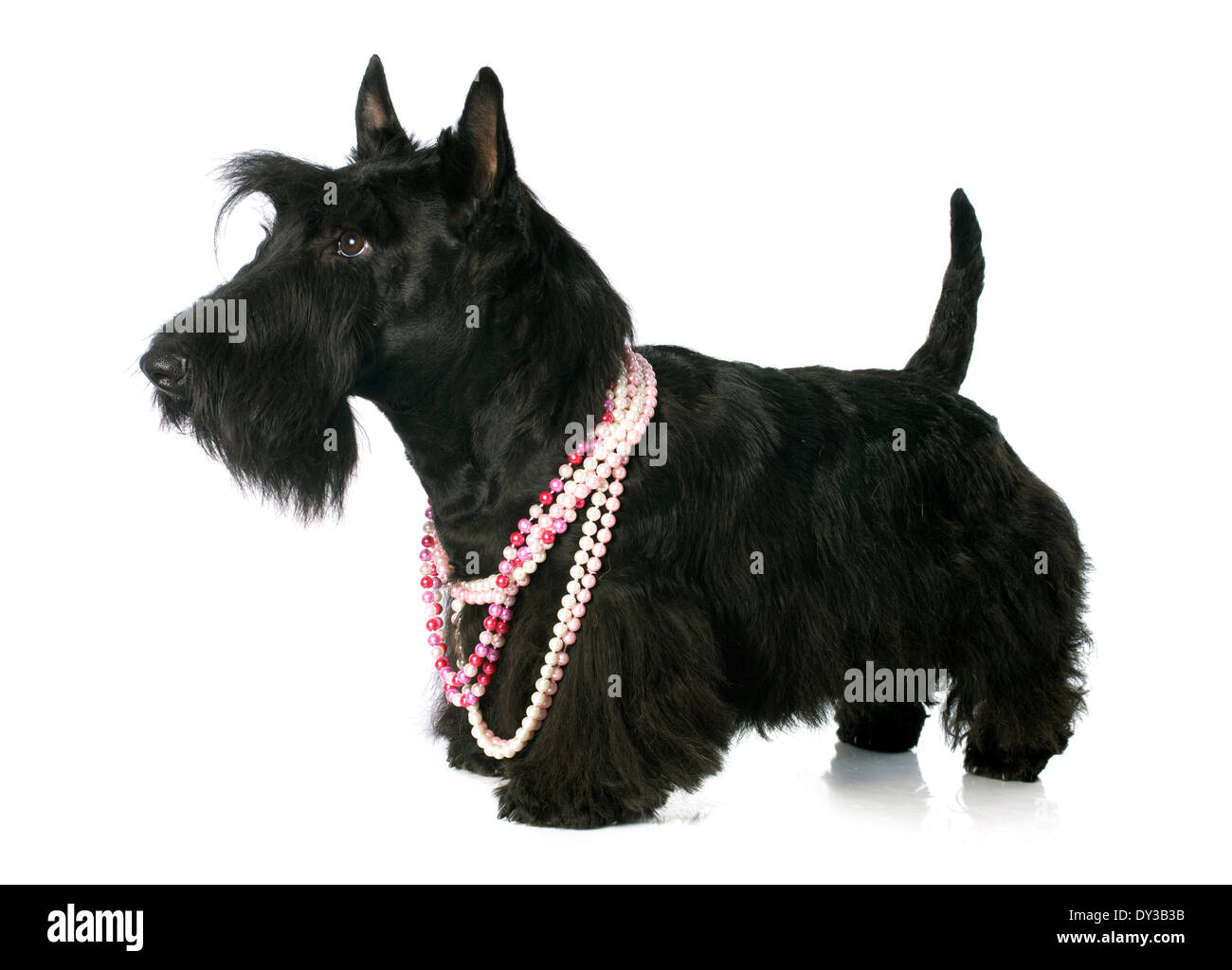 Scottish Terrier in front of white background Stock Photo - Alamy