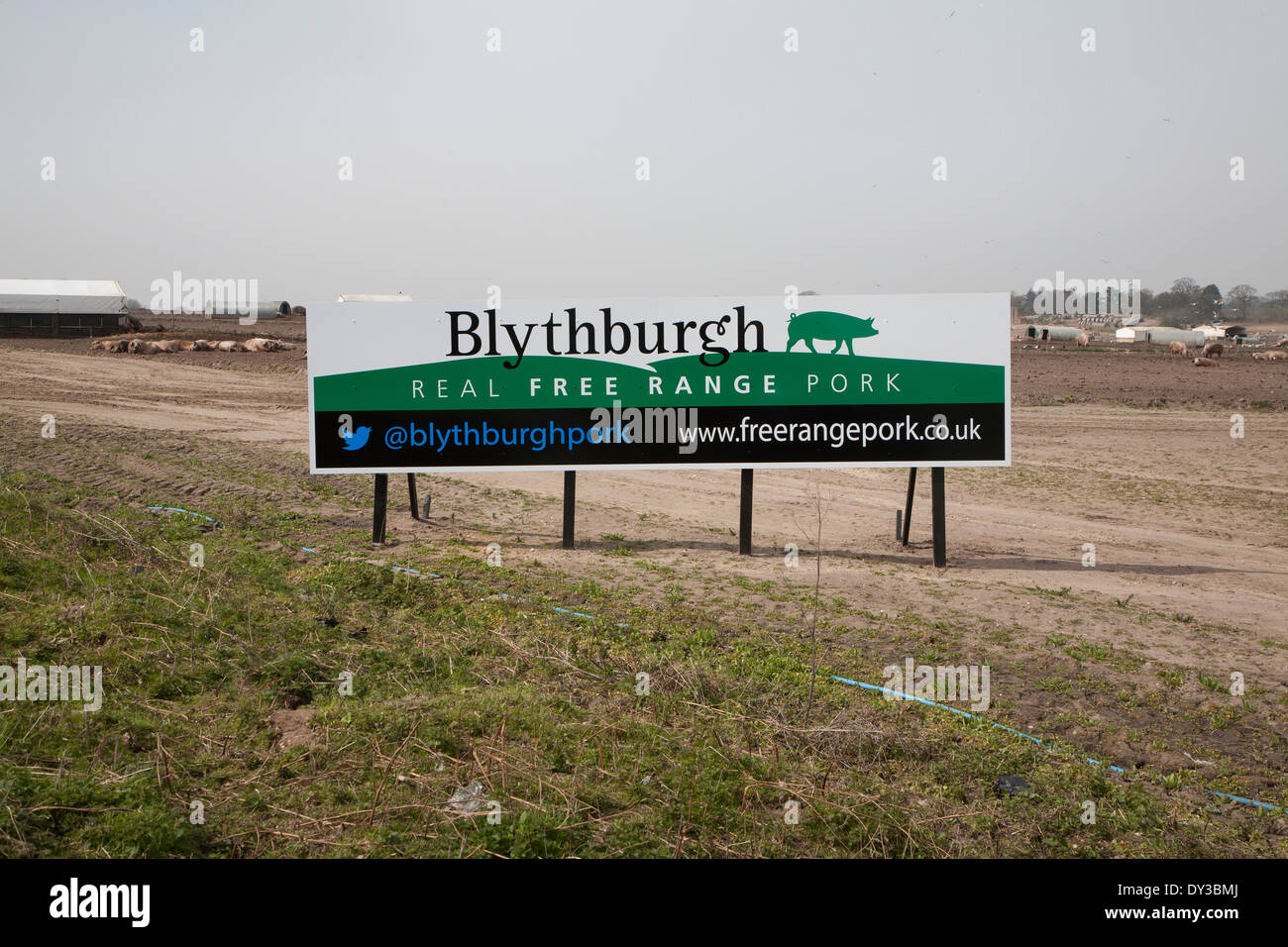 Sign in field of pigs advertising Real Free Range Pork, Blythburgh ...