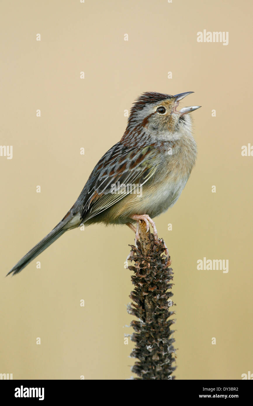 Bachman’s sparrow hi-res stock photography and images - Alamy