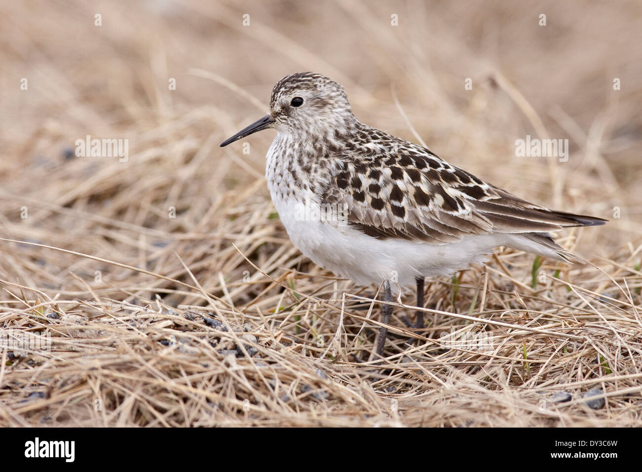 Baird’s sandpiper hi-res stock photography and images - Alamy
