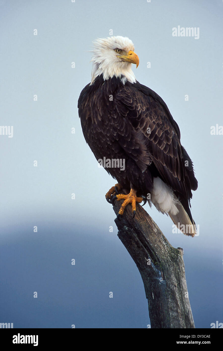 Bald Eagle - Haliaeetus leucocephalus - Adult Stock Photo - Alamy