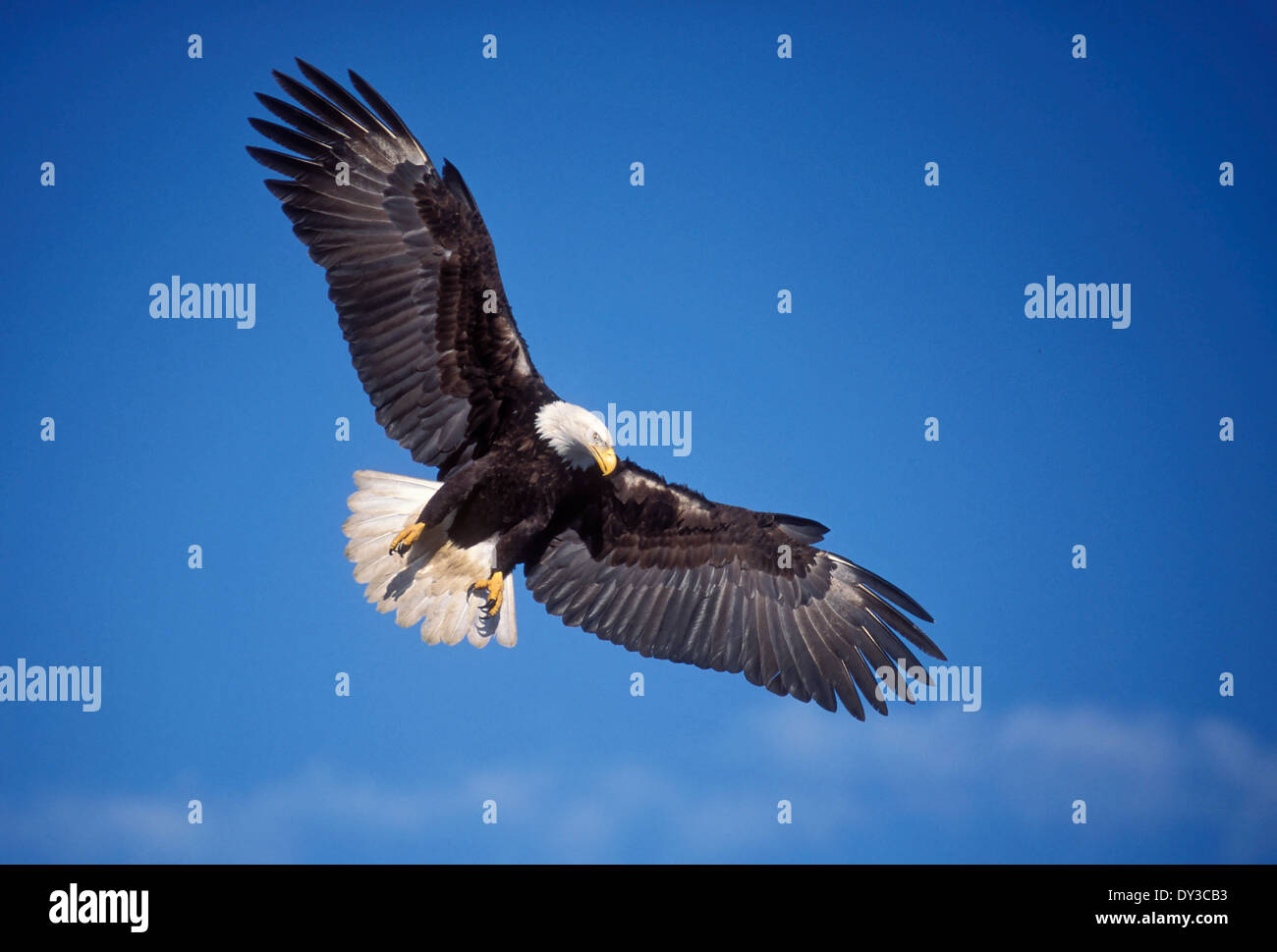 Bald Eagle - Haliaeetus leucocephalus - Adult Stock Photo - Alamy