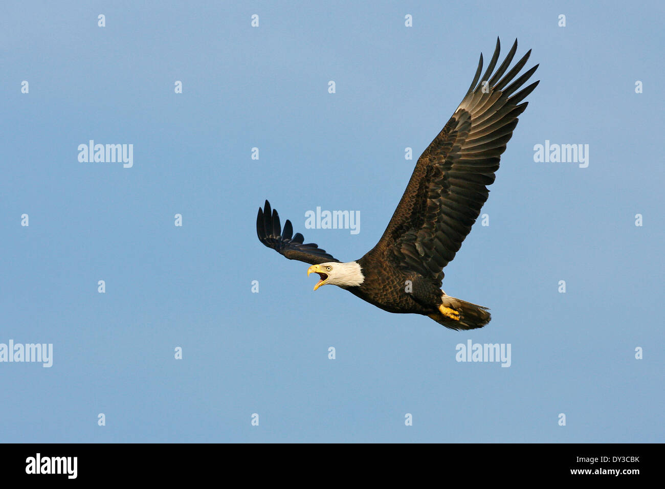 Bald Eagle - Haliaeetus leucocephalus - Adult Stock Photo - Alamy