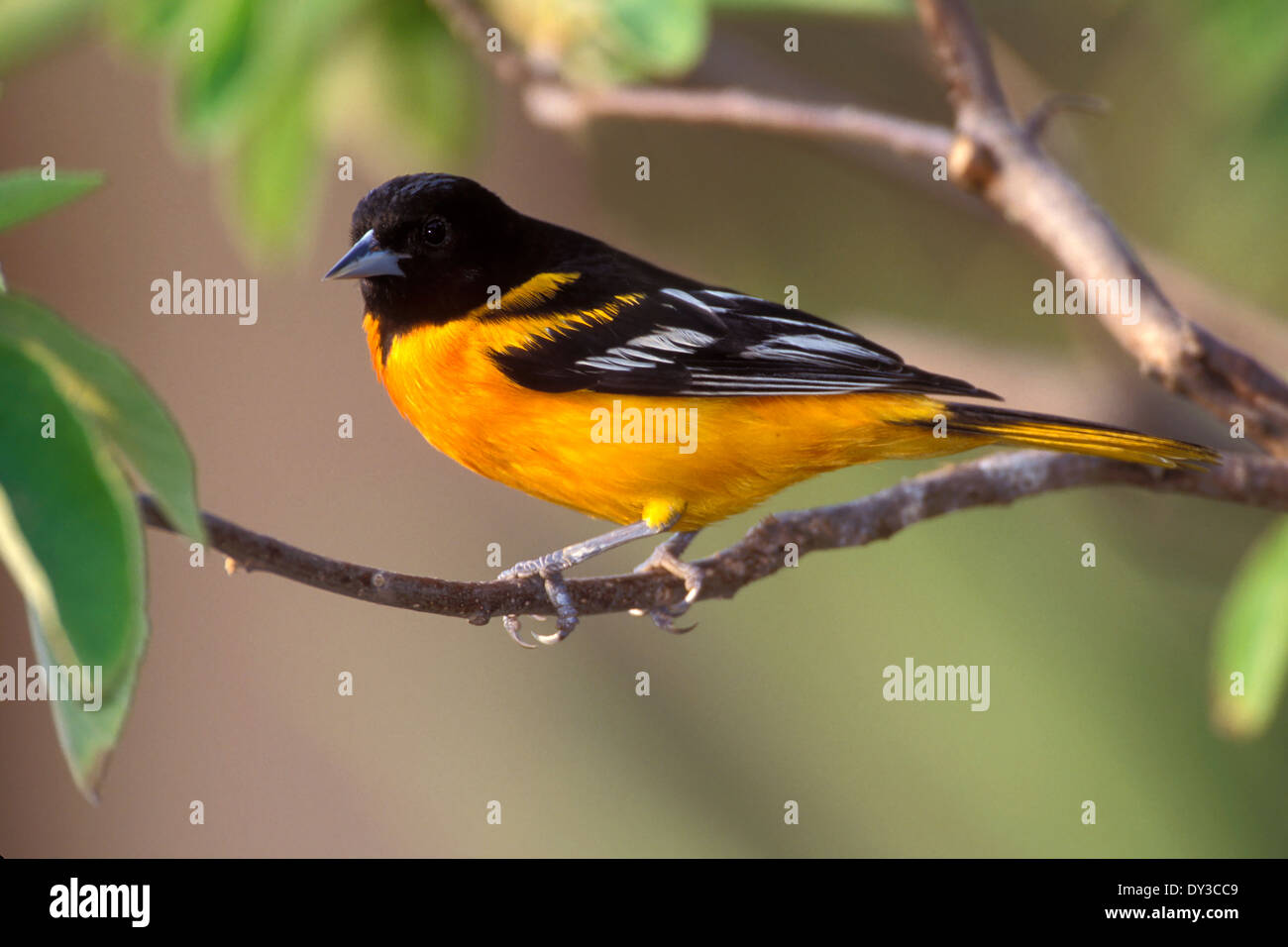 Baltimore Oriole - Icterus galbula - Adult male Stock Photo - Alamy