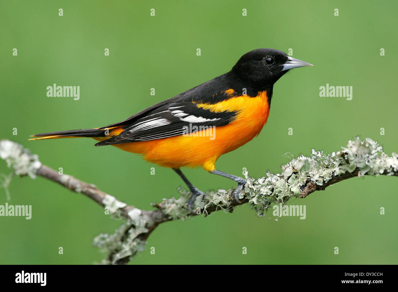 Baltimore Oriole - Icterus galbula - Adult male Stock Photo - Alamy