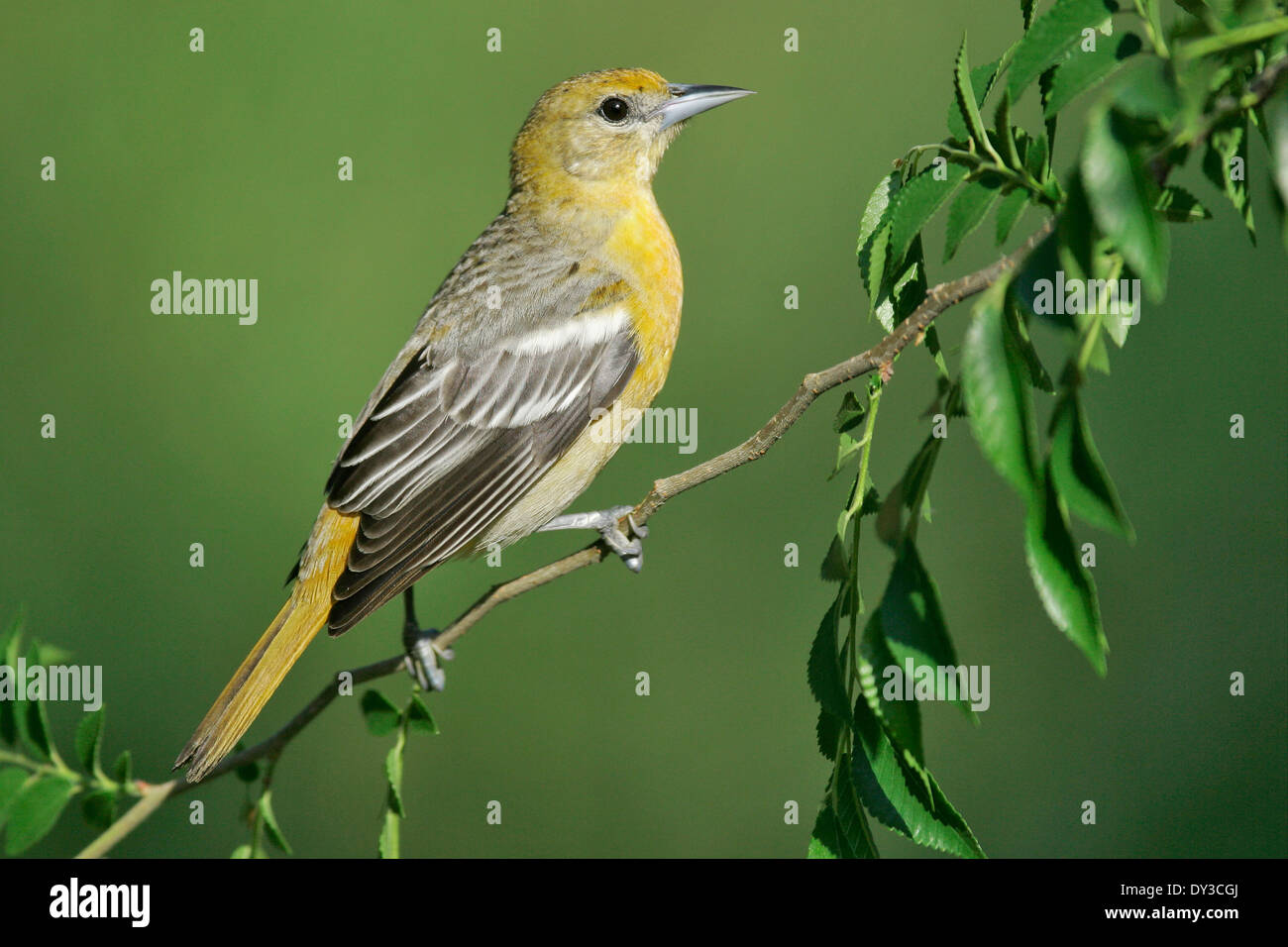 Baltimore Oriole - Icterus galbula - Adult female Stock Photo - Alamy