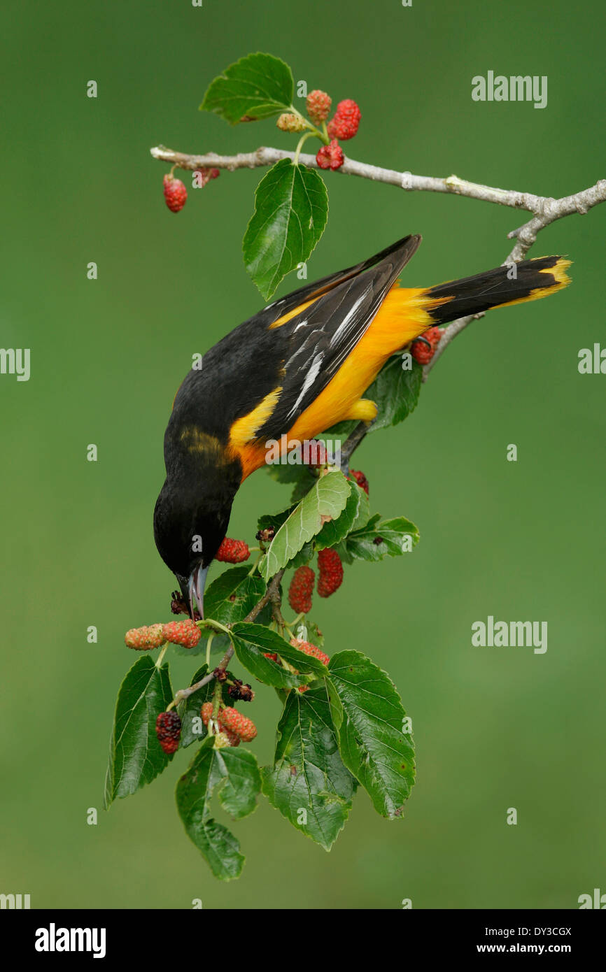 Adult male baltimore oriole icterus hi-res stock photography and images ...