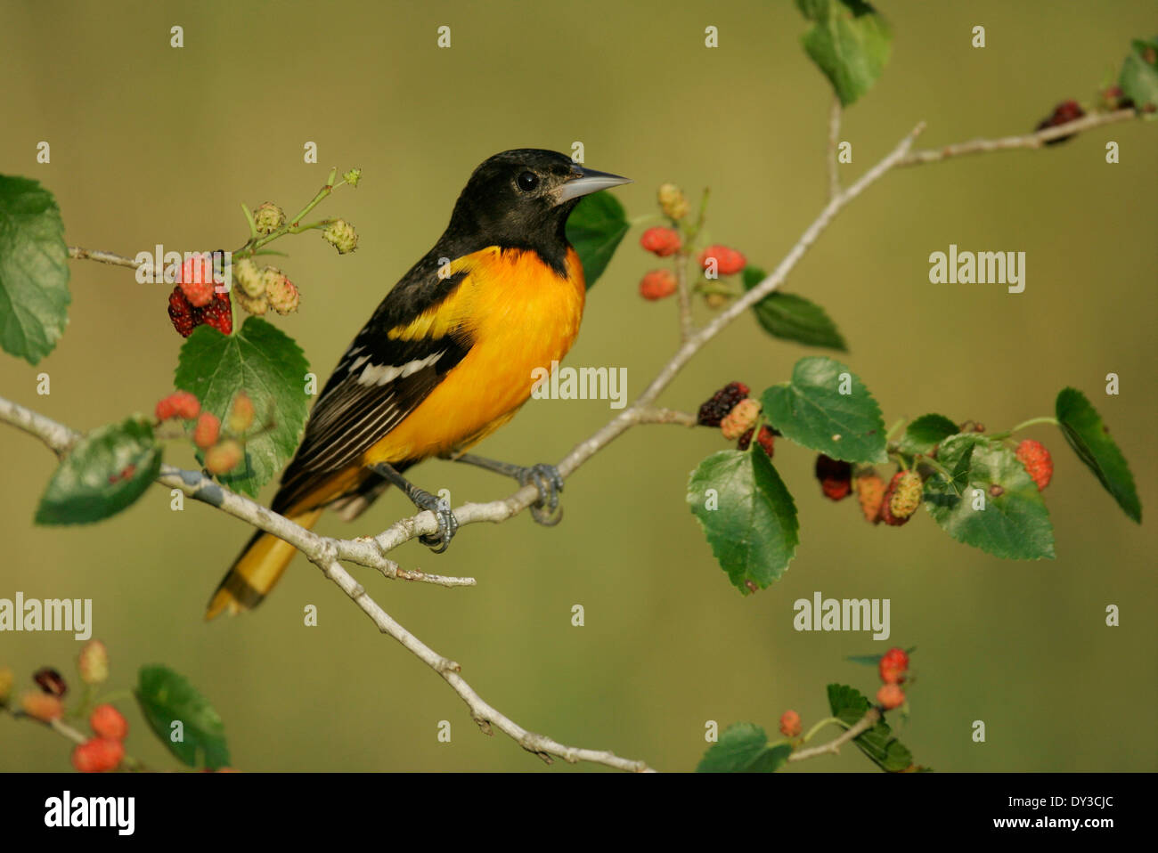 Baltimore Oriole - Icterus galbula - Adult male Stock Photo - Alamy