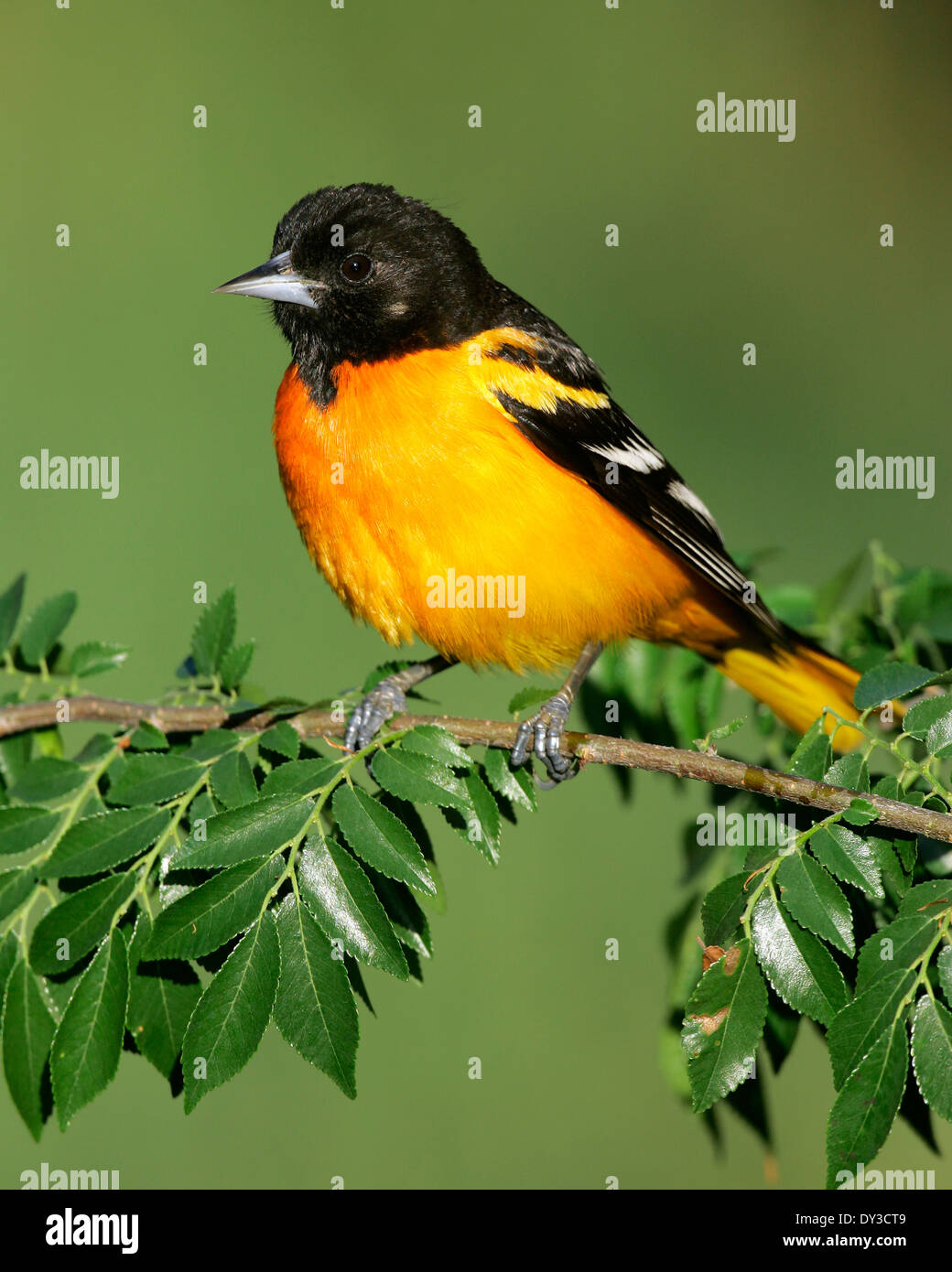 Baltimore Oriole - Icterus galbula - Adult male Stock Photo - Alamy