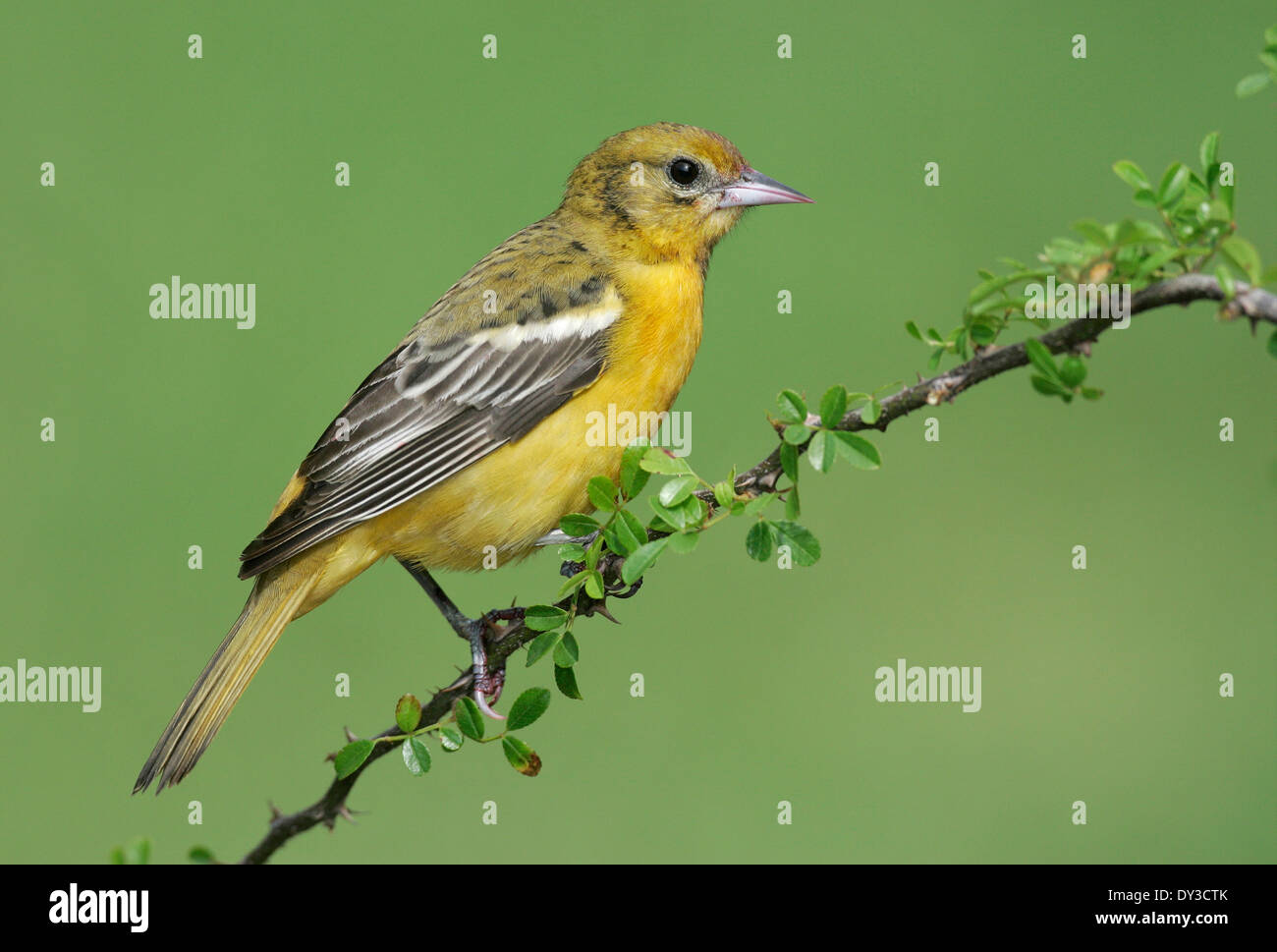 Baltimore Oriole - Icterus galbula - Adult female Stock Photo - Alamy