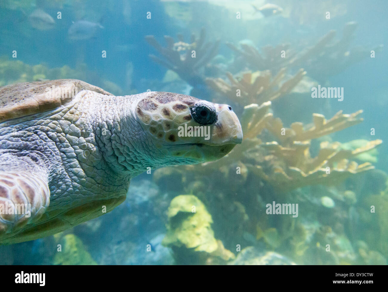 Turtle head hi-res stock photography and images - Alamy