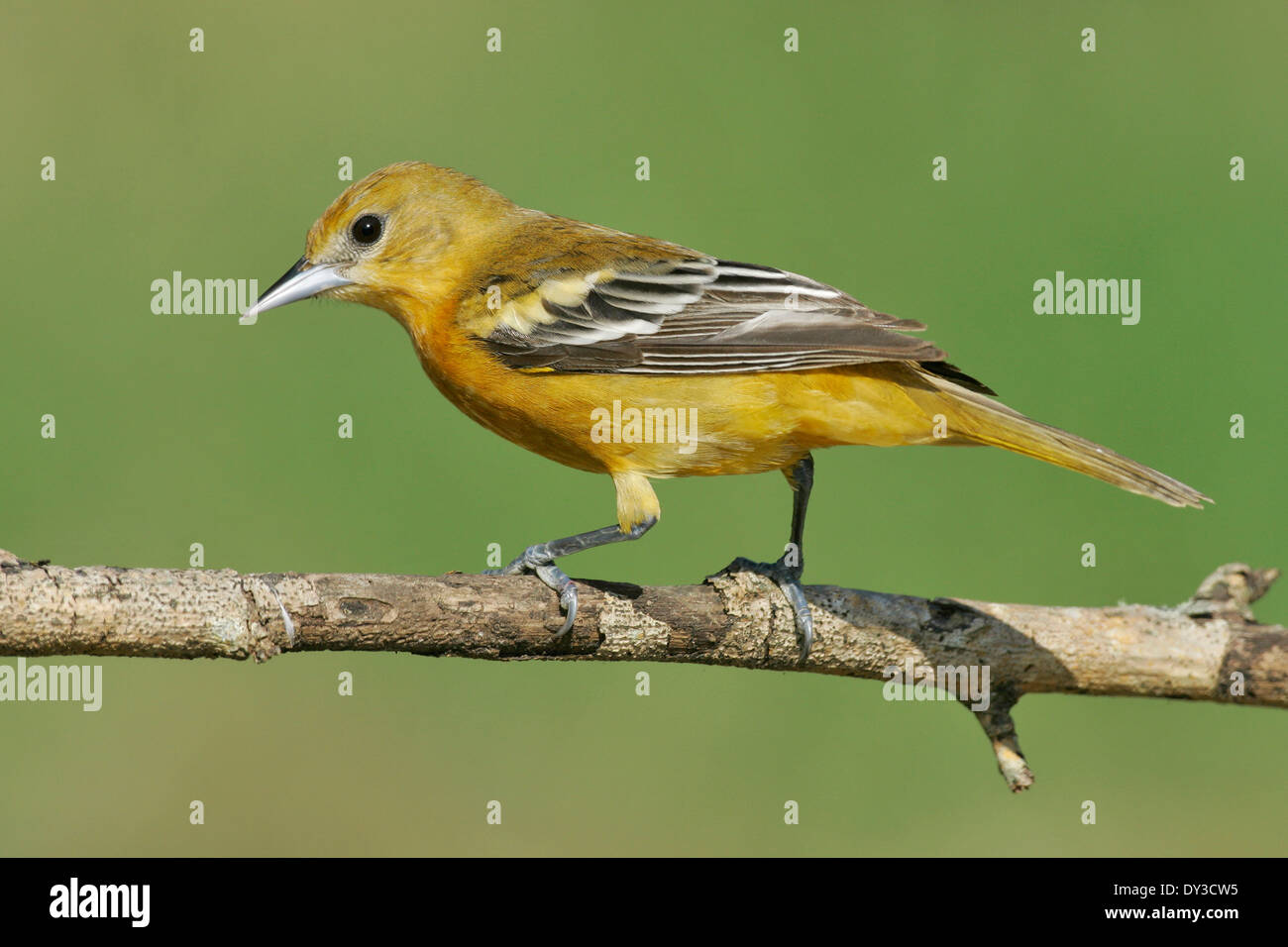 Baltimore Oriole - Icterus galbula - Adult female Stock Photo - Alamy