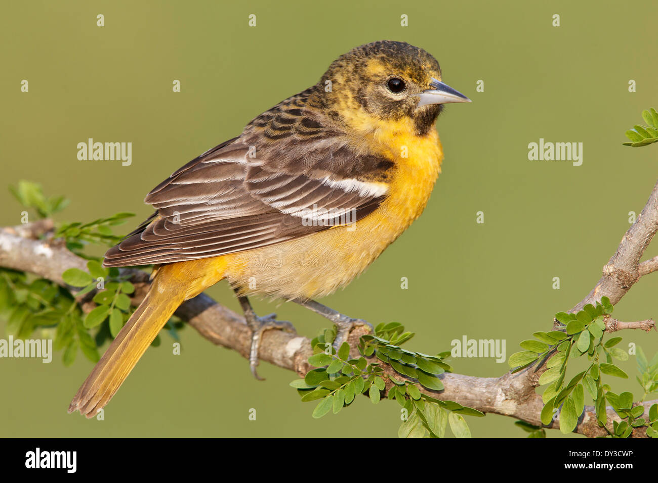 Baltimore oriole bird fruit hi-res stock photography and images - Alamy