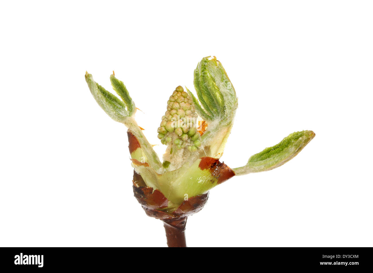 Breaking horse chestnut tree leaf and flower bud isolated against white ...