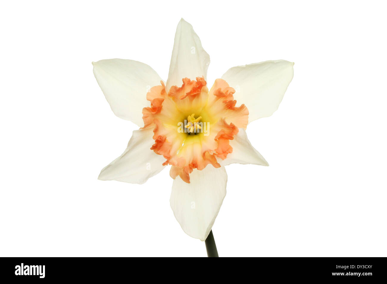 Daffodil flower with white petals and a frilly orange center isolated ...